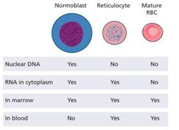 Erythroid Flashcards Quizlet Erythroid Flashcards Quizlet