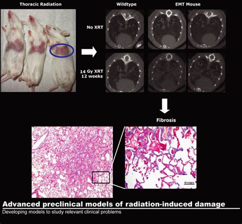 PhuocTran Lab Research