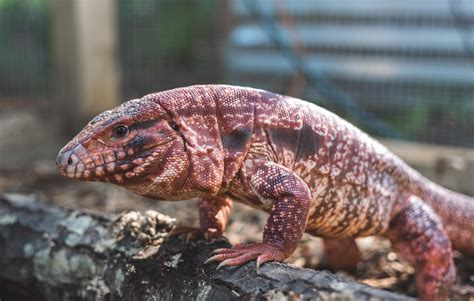 Big Red Boy Mako Rosecityreptilestx Rtegu