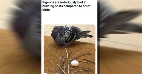 25 birds who built their nests in inconvenient places nesting