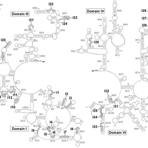 Outline Of The Systematic Genetic Insertion Of Rna Segment In Rrnas Download Scientific