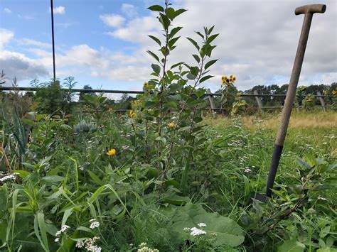 Moesker S Moestuin Indische Dames En Tante Lien