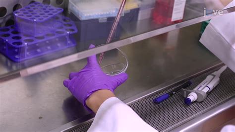 Differentiation Of Spinal Cord Neural Progenitor Cells Into Motor Neurons