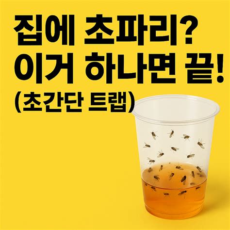 초파리 트랩 만들기