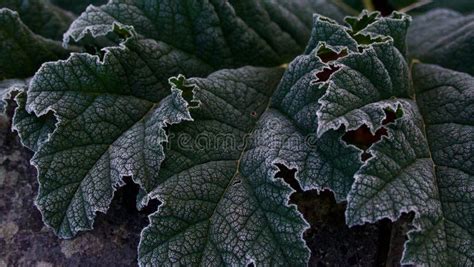 Early Morning Frosty Foliage Showing Lush Gunnera Manicata Leaves Stock