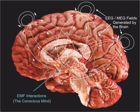 Human Electromagnetic Field