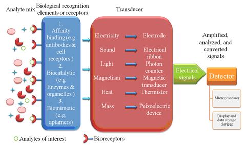 Illustration Of The Three Major Components Of A Biosensor Biological Download Scientific