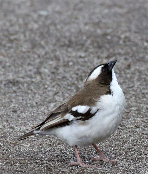 White Browed Sparrow Weaver Plocepasser Mahali Ziway Lake Ethiopia — Coke Smith Wildlife