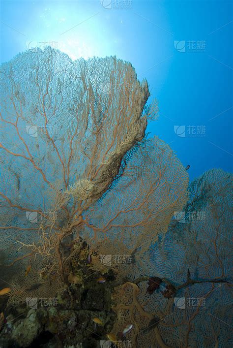 柳珊瑚扇形珊瑚以阳光为背景。