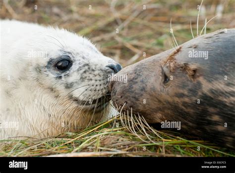 Couple Eye Contact Loving Nose To Nose Hi Res Stock Photography And Images Alamy