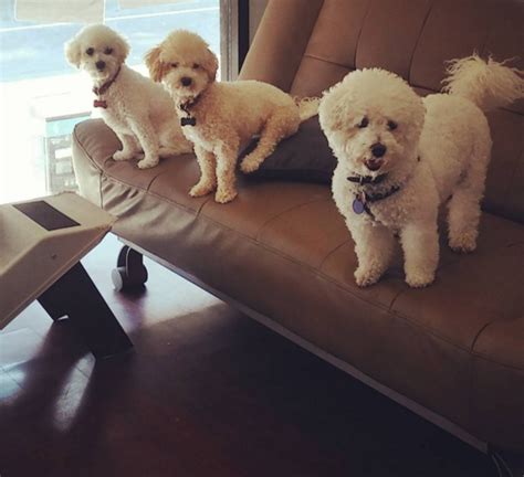 Dirty Facts About Dog Grooming Revealed New York Dog Nanny