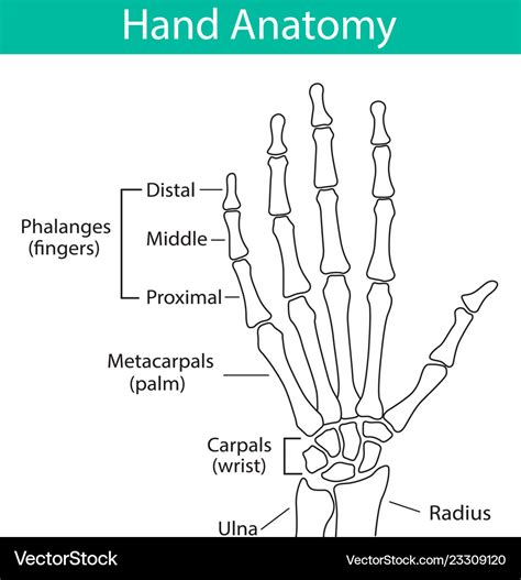 Hand Skeletal Anatomy Hand And Foot Anatomy 25804469 Vector Art At