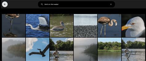 immich self hosted photos and videos backup solution from your mobile