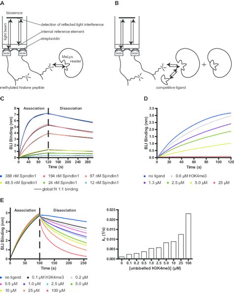 Setup Of The Bli Based Assay A Illustration Of The Assay Principle