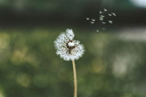 Manual Mode Camera Settings For Spring Flowers Picturecorrect