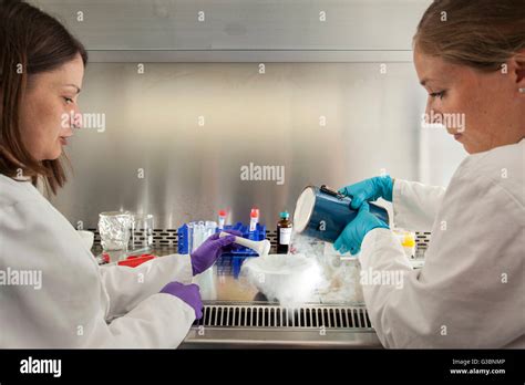 RNA Isolation In A Genetic Laboratory Stock Photo Alamy