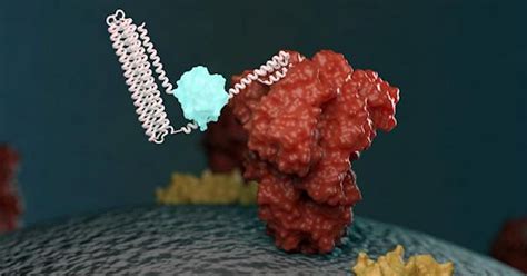 Protein Biosensors Show Promise For Sars Cov 2 Testing
