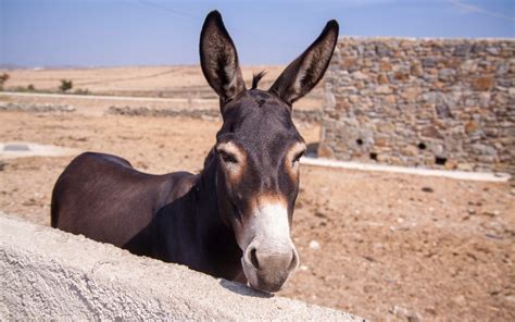 Generic And Dynamic Api Mulesoft