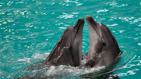 როგორ შეიძლება გამოიყენოს რუსეთმა ომში დელფინები