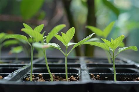 Premium Photo Implementing Plant Propagation Techniques Ar Generative Ai