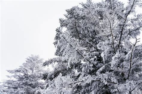 冬の厳しい寒さに包まれた面ノ木園地の霧氷の無料の写真素材 ID 93666フリー素材 ぱくたそ
