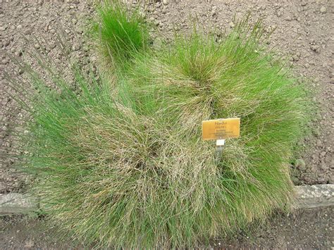 Complete Guide To Nardus Stricta Characteristics Habitat And Control