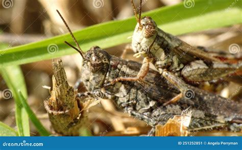 Grasshoppers Mating In The Grass Stock Image Image Of South Brown