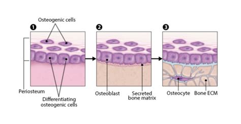 Ch Bone Flashcards Quizlet