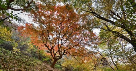 픽 정읍 내장산 최고 수령 단풍나무 울긋불긋