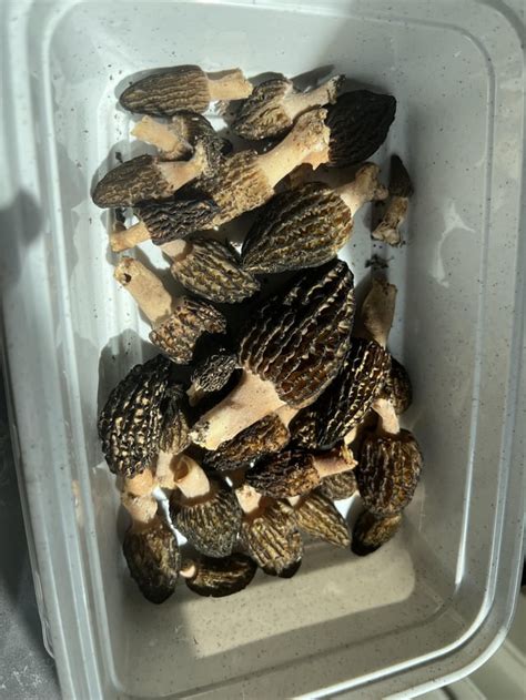 Black Morels Rforaging