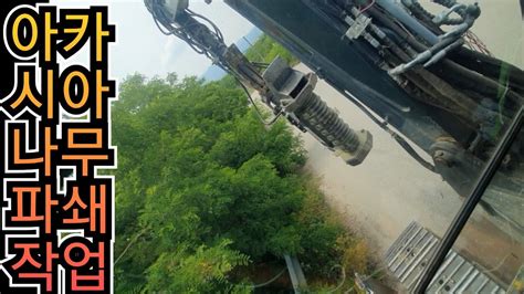 굴삭기 나무파쇄기 아카시아 나무파쇄작업 예초작업 제초작업 벌목 잠목제거 나무제거 가로수 정비 갈대밭 도로옆 하천옆 자전거도로 굴착기 작업문의 010 5374 5664