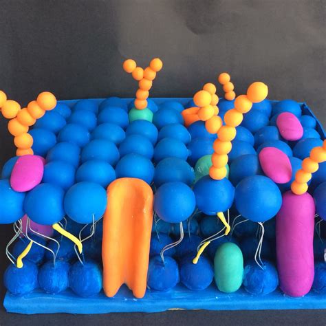 Maquete De Membrana Plasmatica Braincp