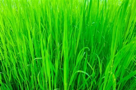 Premium Photo Beautiful Background Of Young Green Grass Background Of