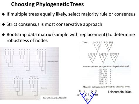 Ppt Lecture 22 Introduction To Phylogenetics Powerpoint Presentation Id 4623250