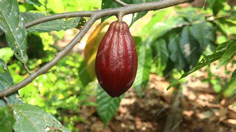 Cocoa Beans In Field Cocoa Beans In Field