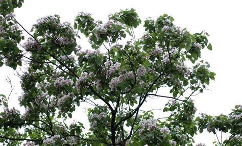 少齿花楸图册 360百科