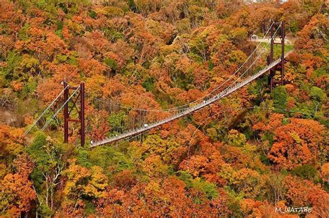 RETRIP Nippon RETRIP大阪 こちらは大阪の紅葉の名所ほしだ園地です国内最大級の吊り橋星のブランコに揺られ