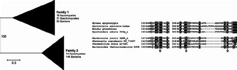 Phylogenetic Analysis Of All Fungal And Selected Bacterial Dye Download Scientific Diagram