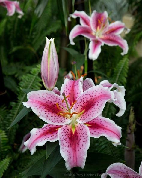 Stargazer Lily Beautiful Flower Pictures
