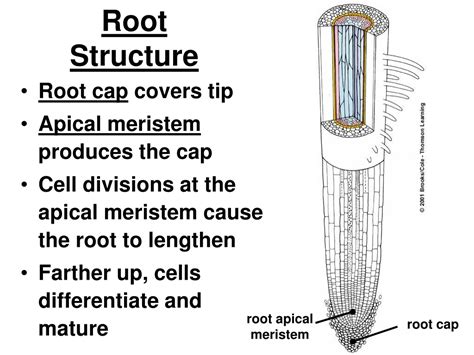 Ppt Plant Cell Structure And Tissue Systems Review Shoot And Root Interdependence Powerpoint