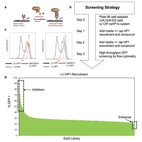 High Throughput Flow Cytometry Screen For Modulators Of Hp1 Mediated