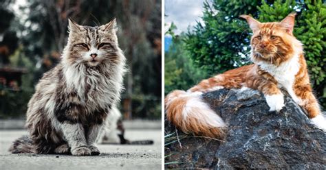 Why Do Maine Coon Cats Get So Big At Samantha Fredricksen Blog