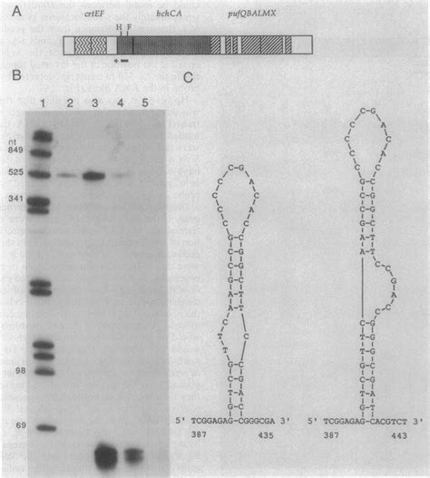 Si Nuclease Protection Mapping Of The 3 Ends Within The Bchc Coding Download Scientific
