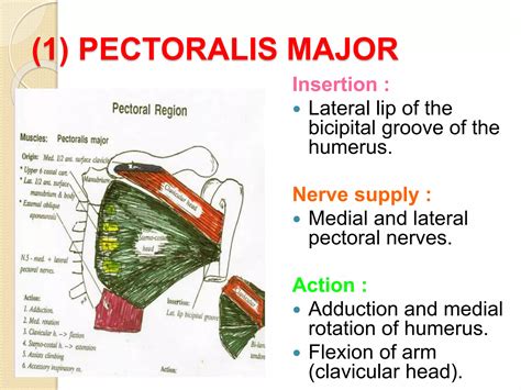 Pectoralmusclespptx