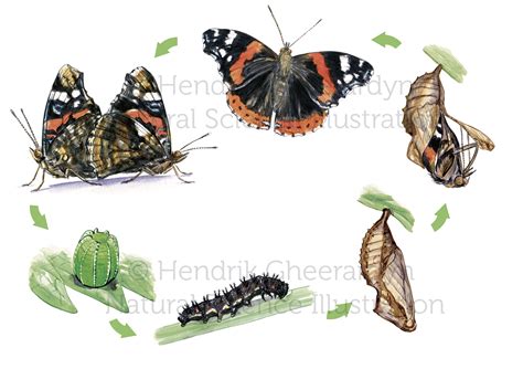 Red Admiral Life Cycle