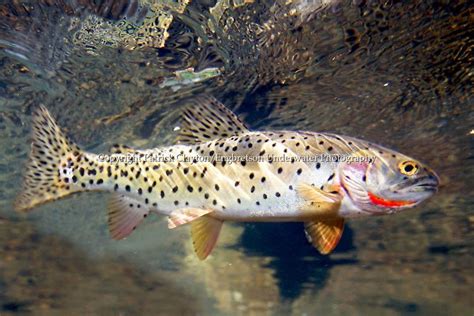 Bonneville Cutthroat Trout Alchetron The Free Social Encyclopedia