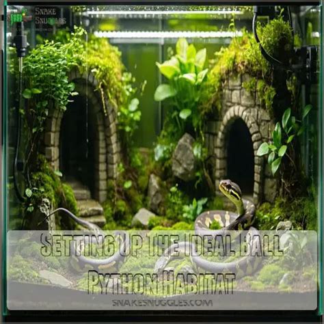 Ball Python Tank Size Guide To Proper Enclosures For Every Life Stage