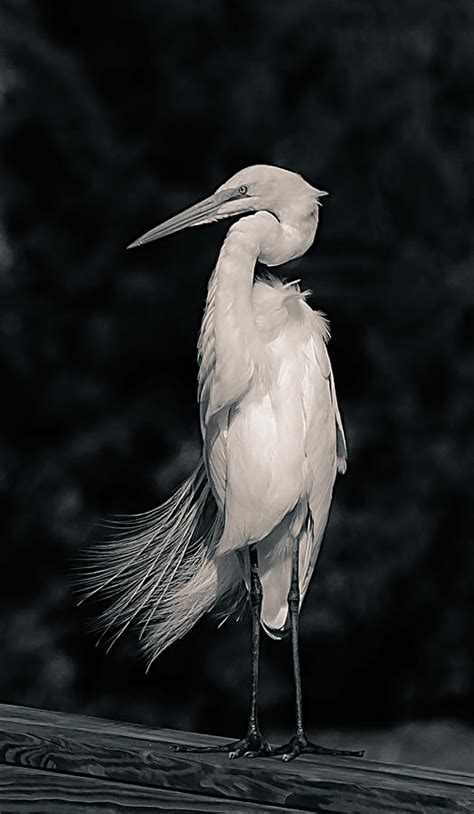 The Great Egret Photograph By Chris Modlin Pixels