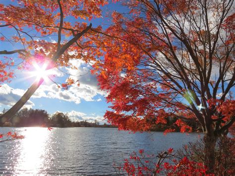 ひねもす蓼科 11月 蓼科湖の紅葉