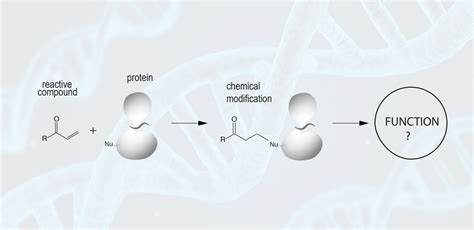 Controlling Protein Function By Chemical Modifications